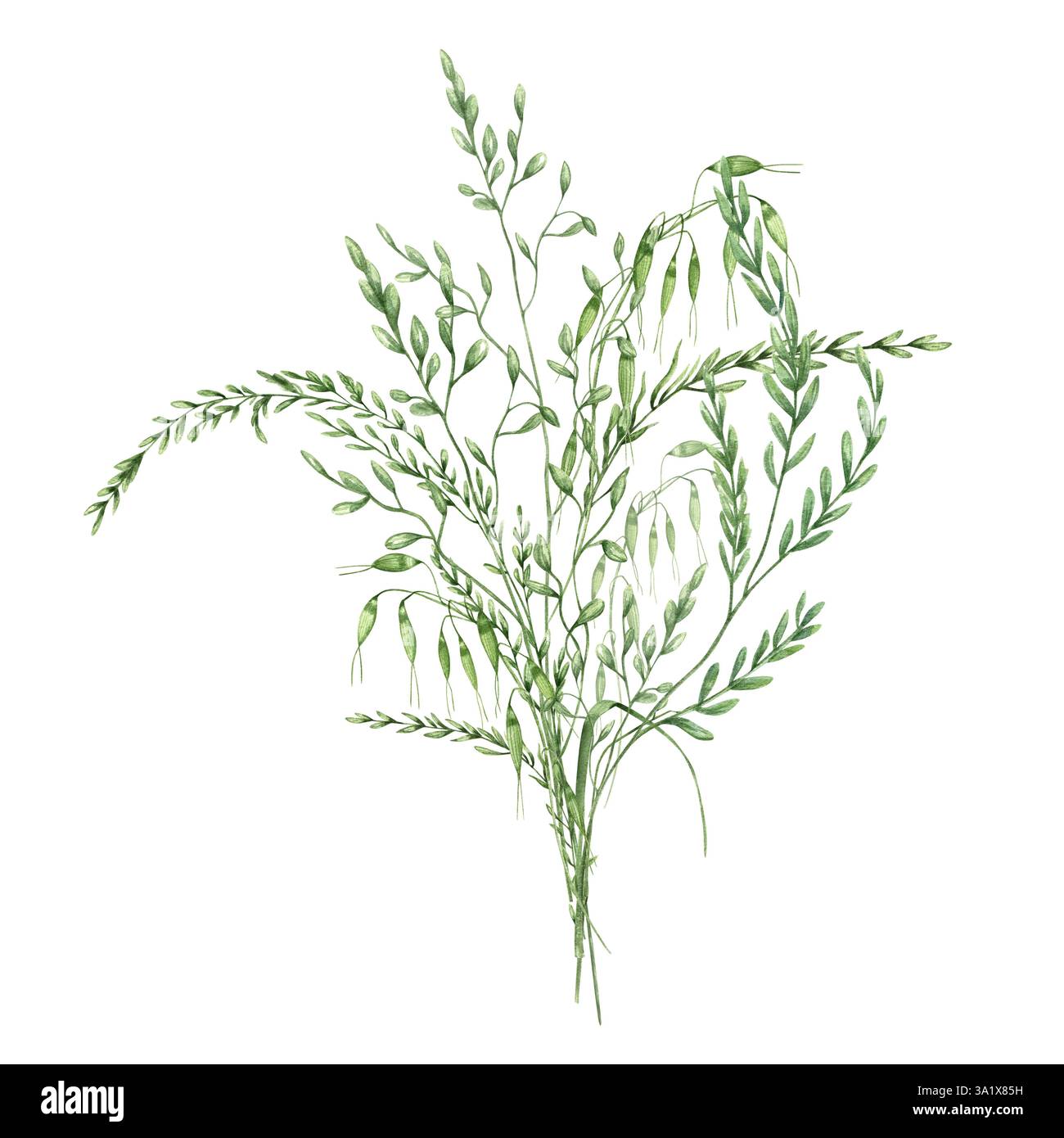 Field oats, corn and grass with spikelet bouquet watercolor ...