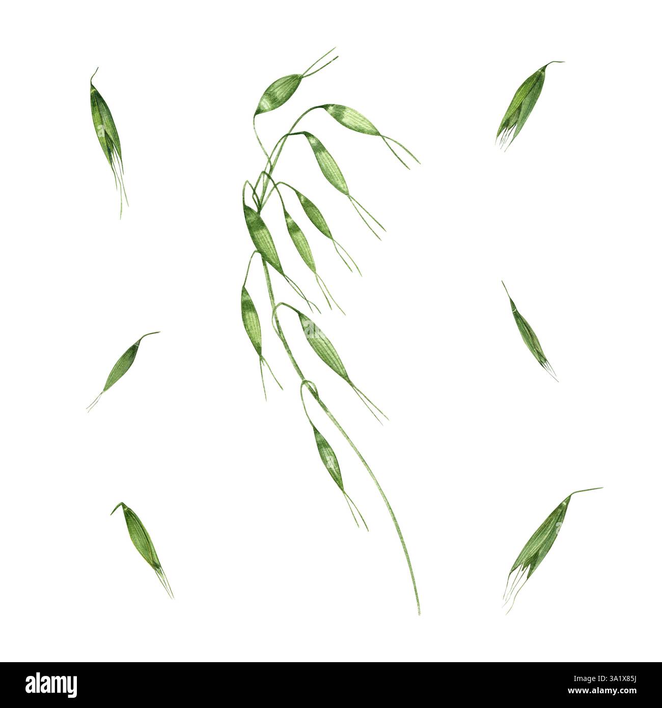 Watercolor wild oats branch with single seeds illustration isolated ...