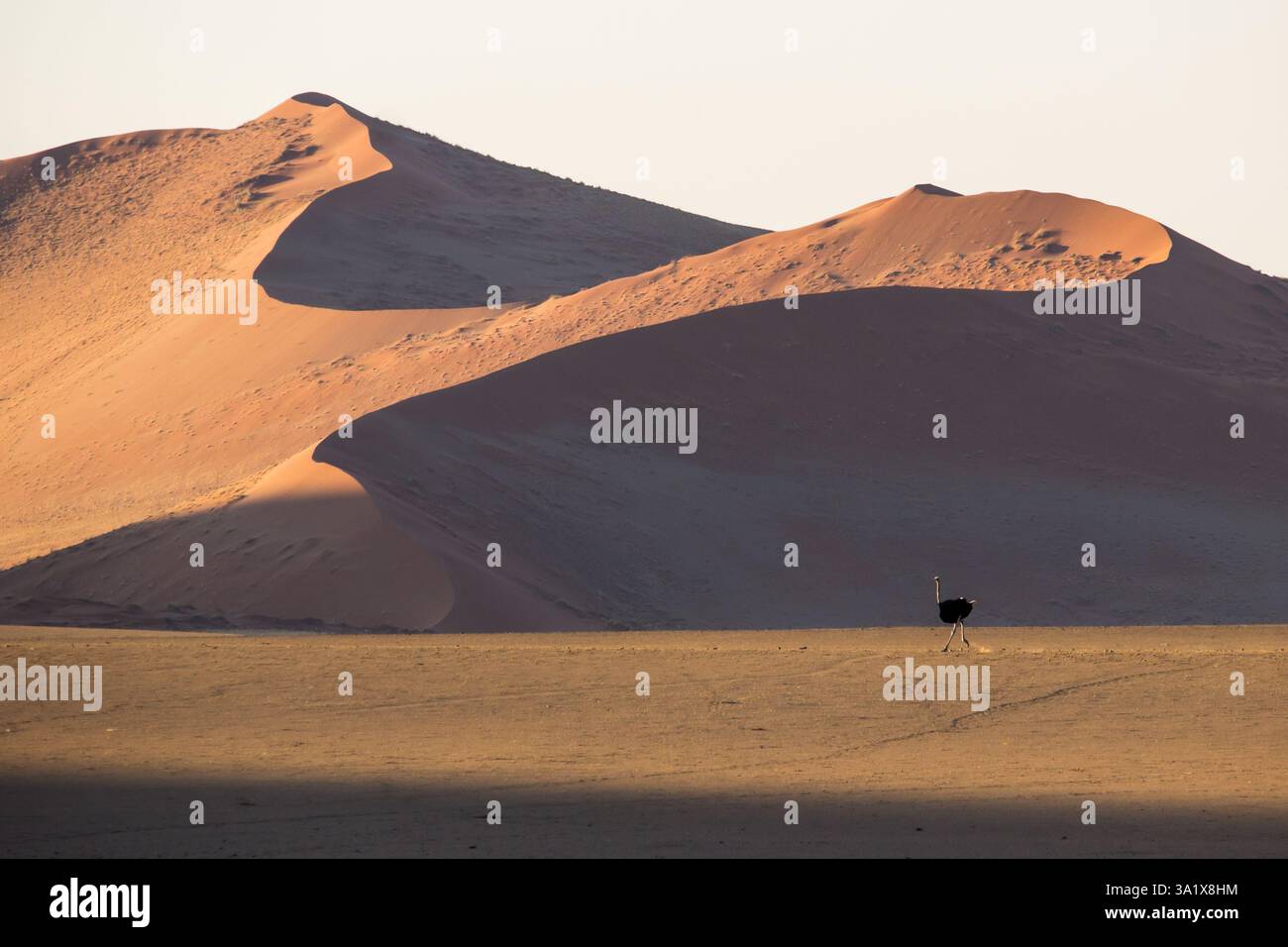Ostrich running in namib desert hi-res stock photography and images - Alamy
