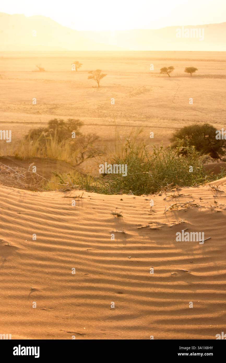 Wind ripples in the golden sands of a dune with the sun rising over the ...