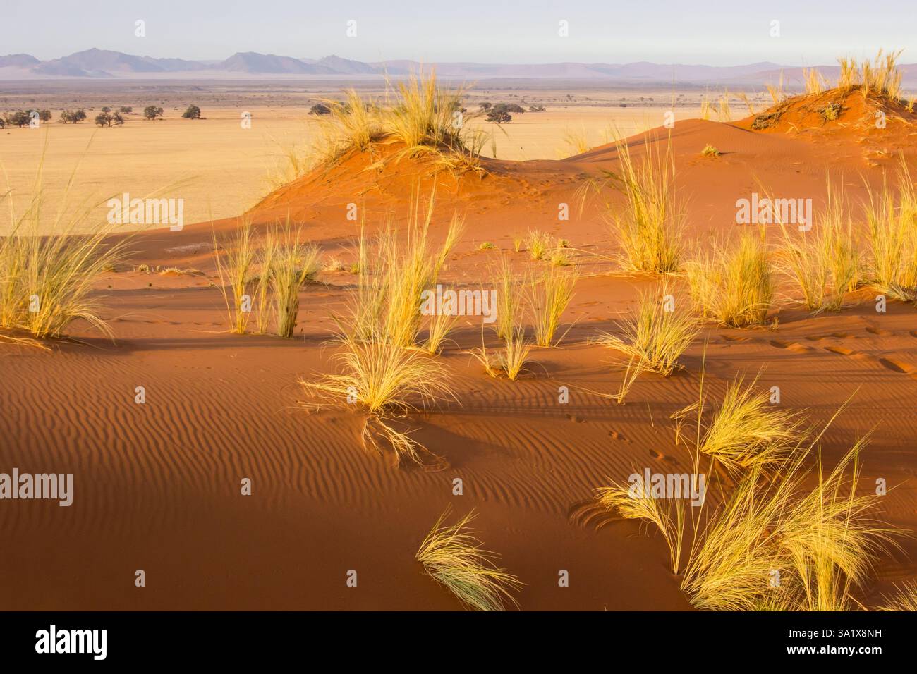 The Elm dune and its red sands covered in wind ripples, with the vast ...