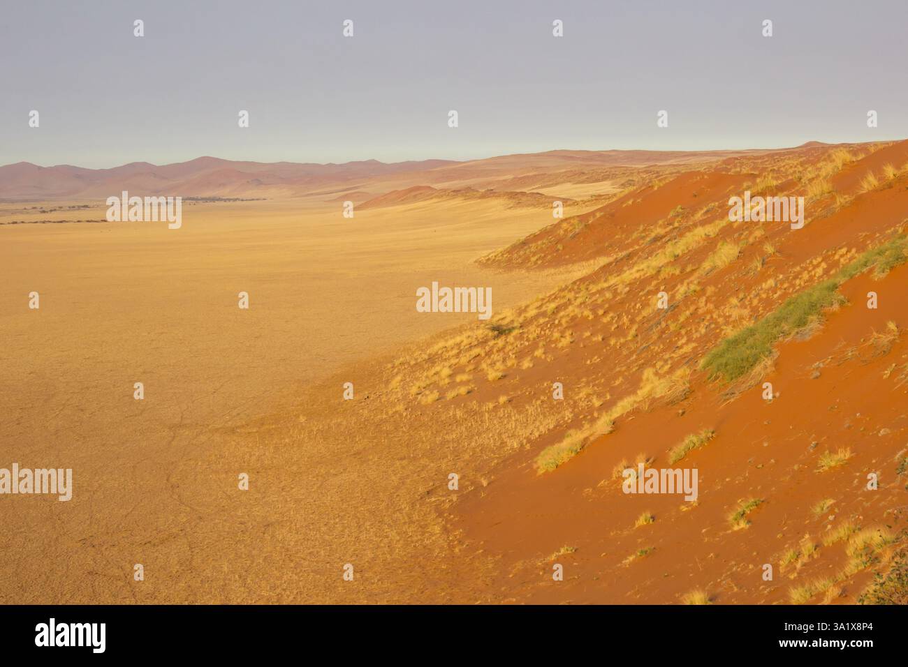 The elm dune, covered in grass from the previous wet season, forming ...