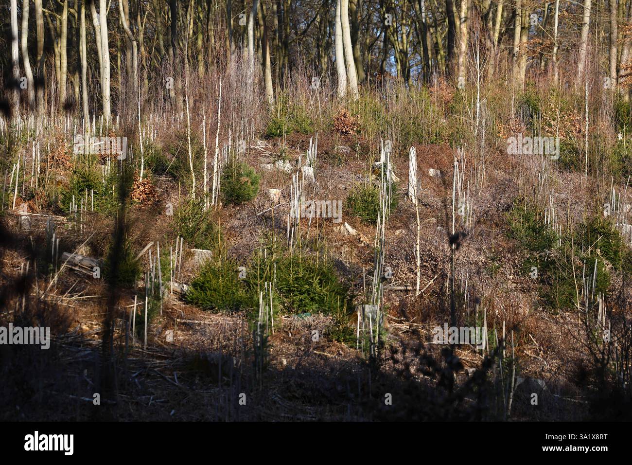 Natur 07.03.2025, Ostramondra, Schonung mit jungen Baeumen, die ...