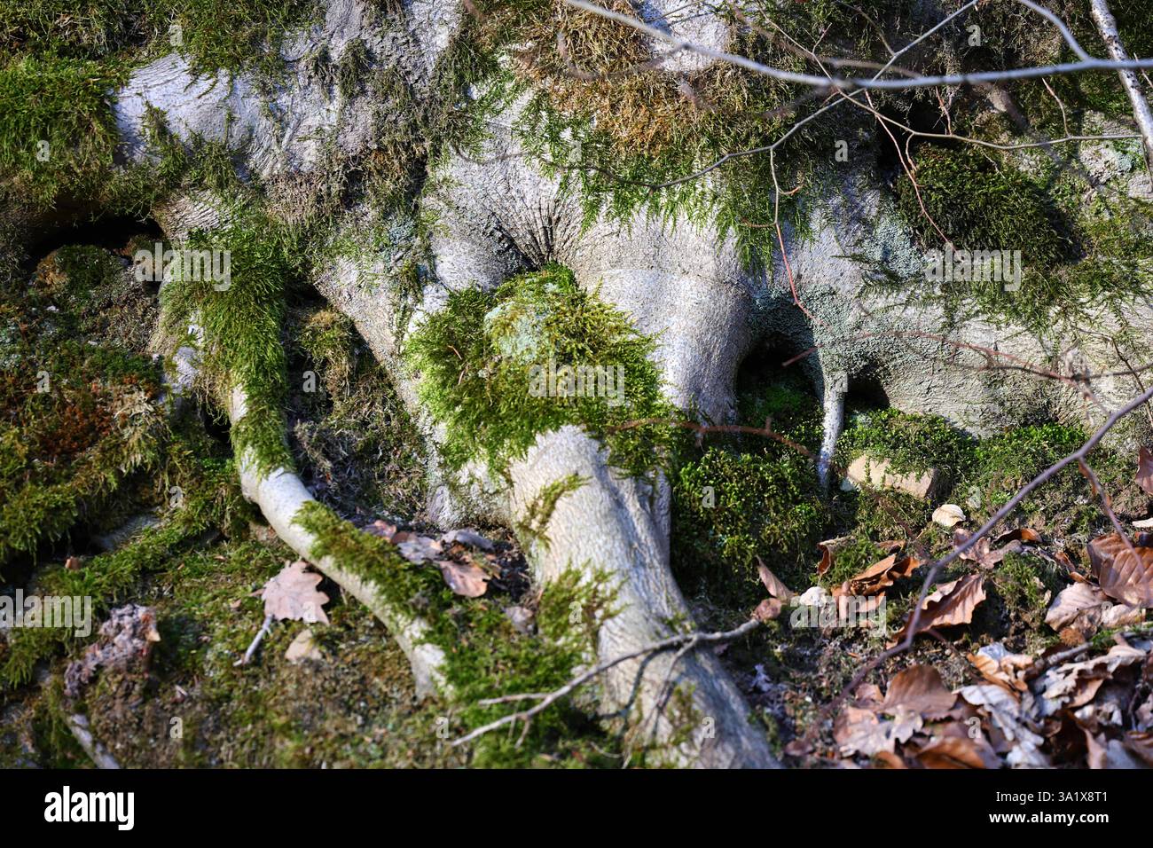 Natur 07.03.2025, Ostramondra, Wurzeln eines Baumes sind mit Moos ...