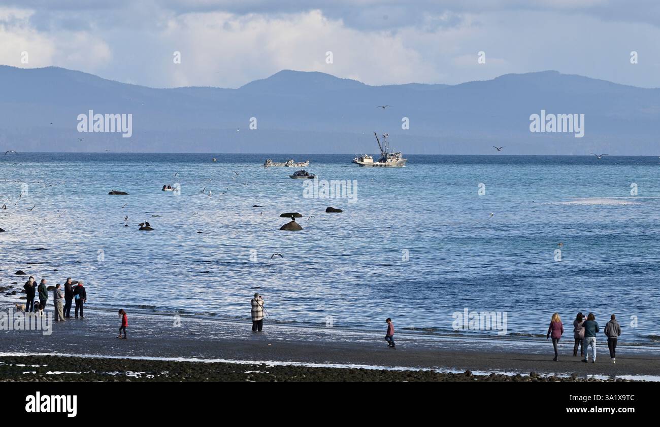 2025 herring run strait of georgia hi-res stock photography and images ...