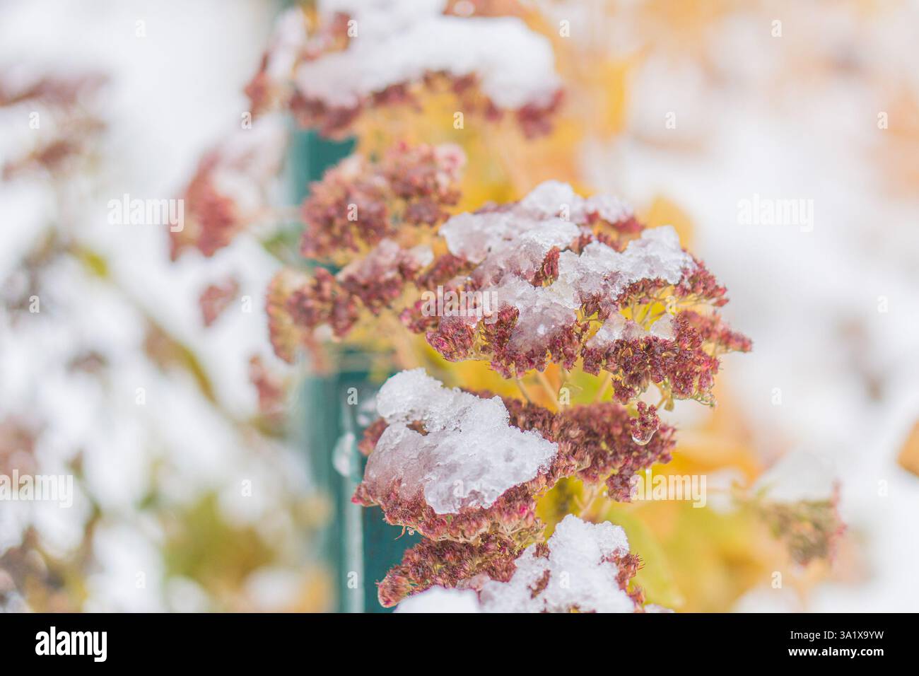 Close-up image of snow-covered shrubssmall trees with yellow and brown ...