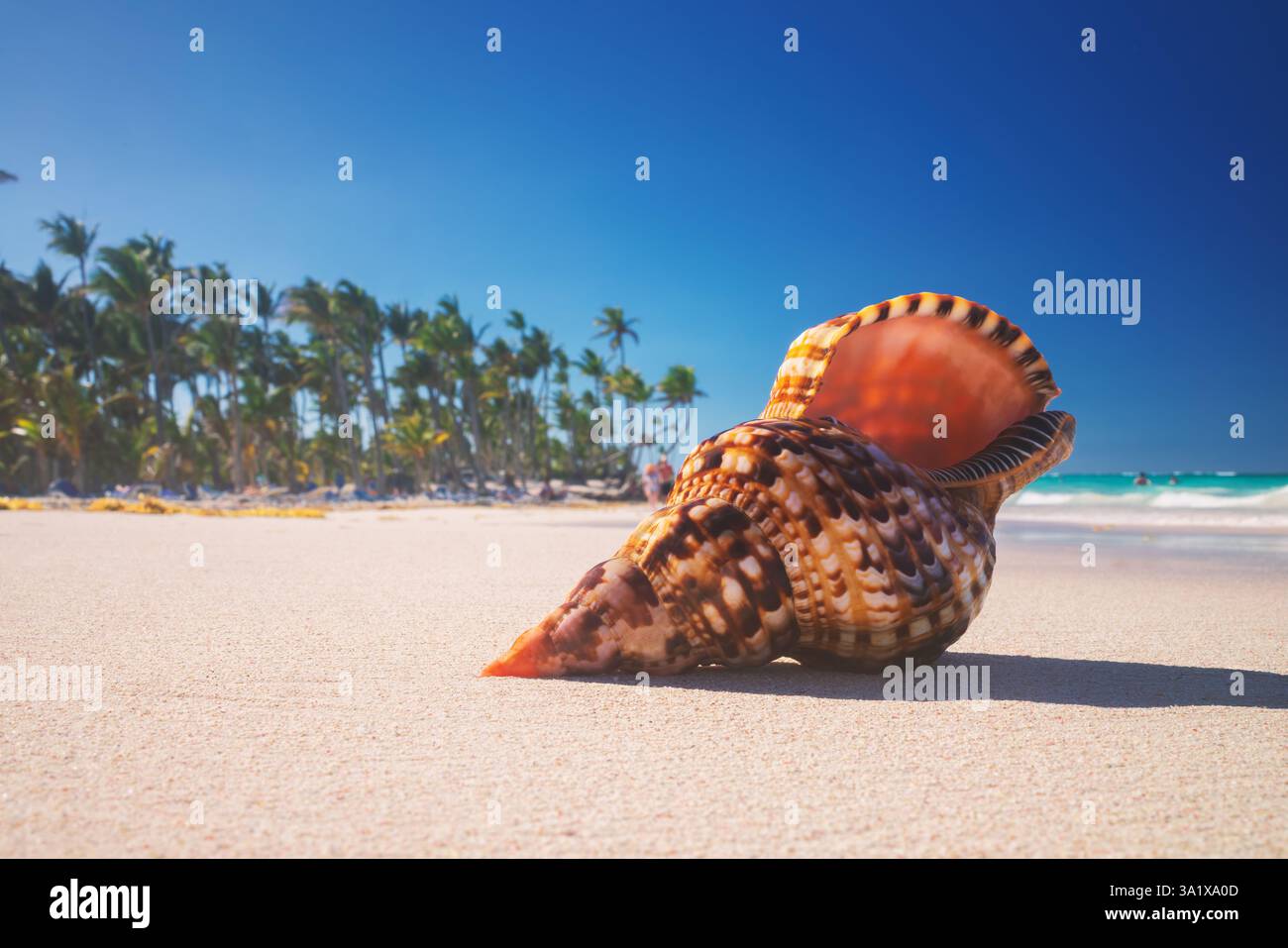 Seashell on Tropical Caribbean Beach Shore with sea Ocean waves on the ...
