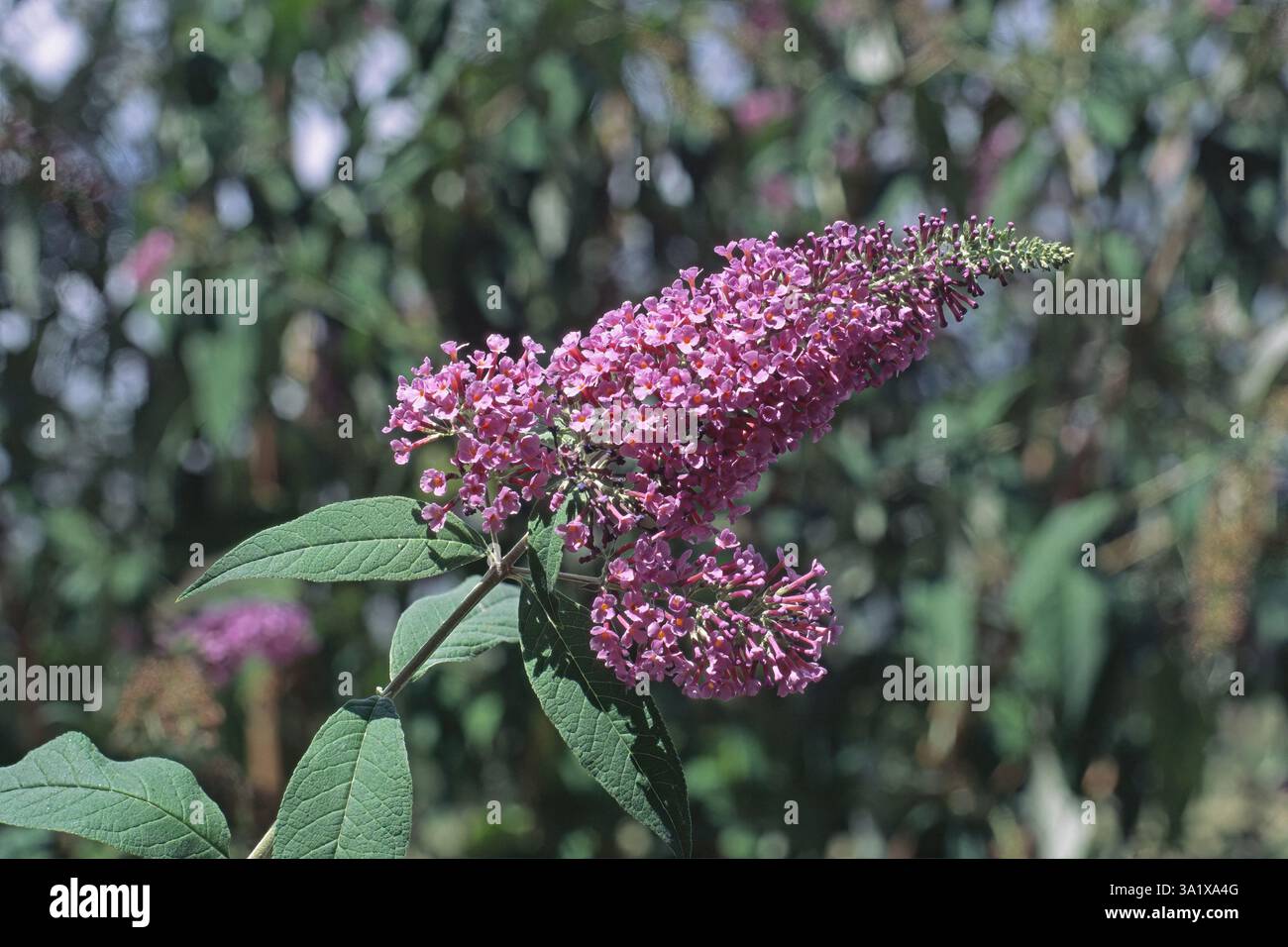 Leaves and inflorescence in full bloom of summer lilac or Butterfly ...