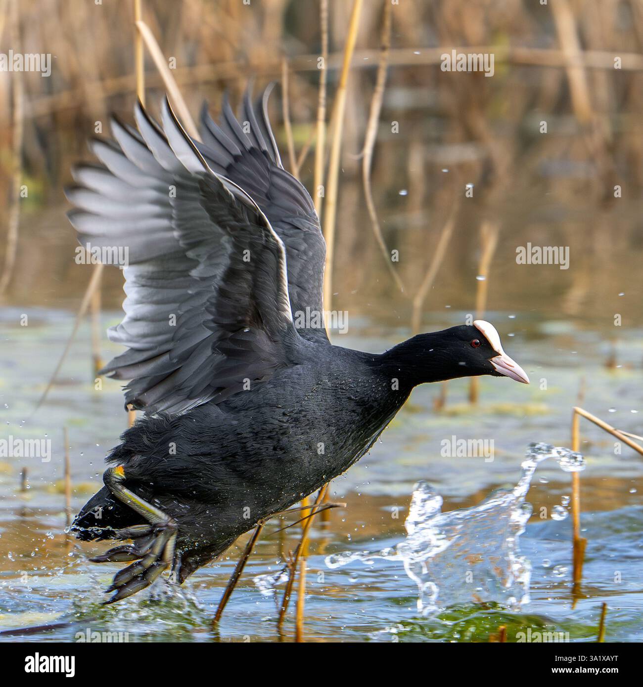 Eurasian coot / common coot (Fulica atra) running with lobed feet over ...