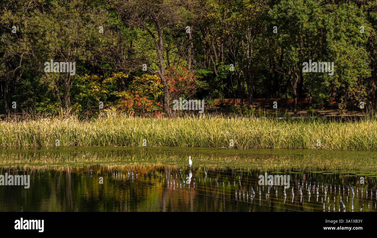 Seoul Forest large public park in Seongdong District in Seoul, capital ...