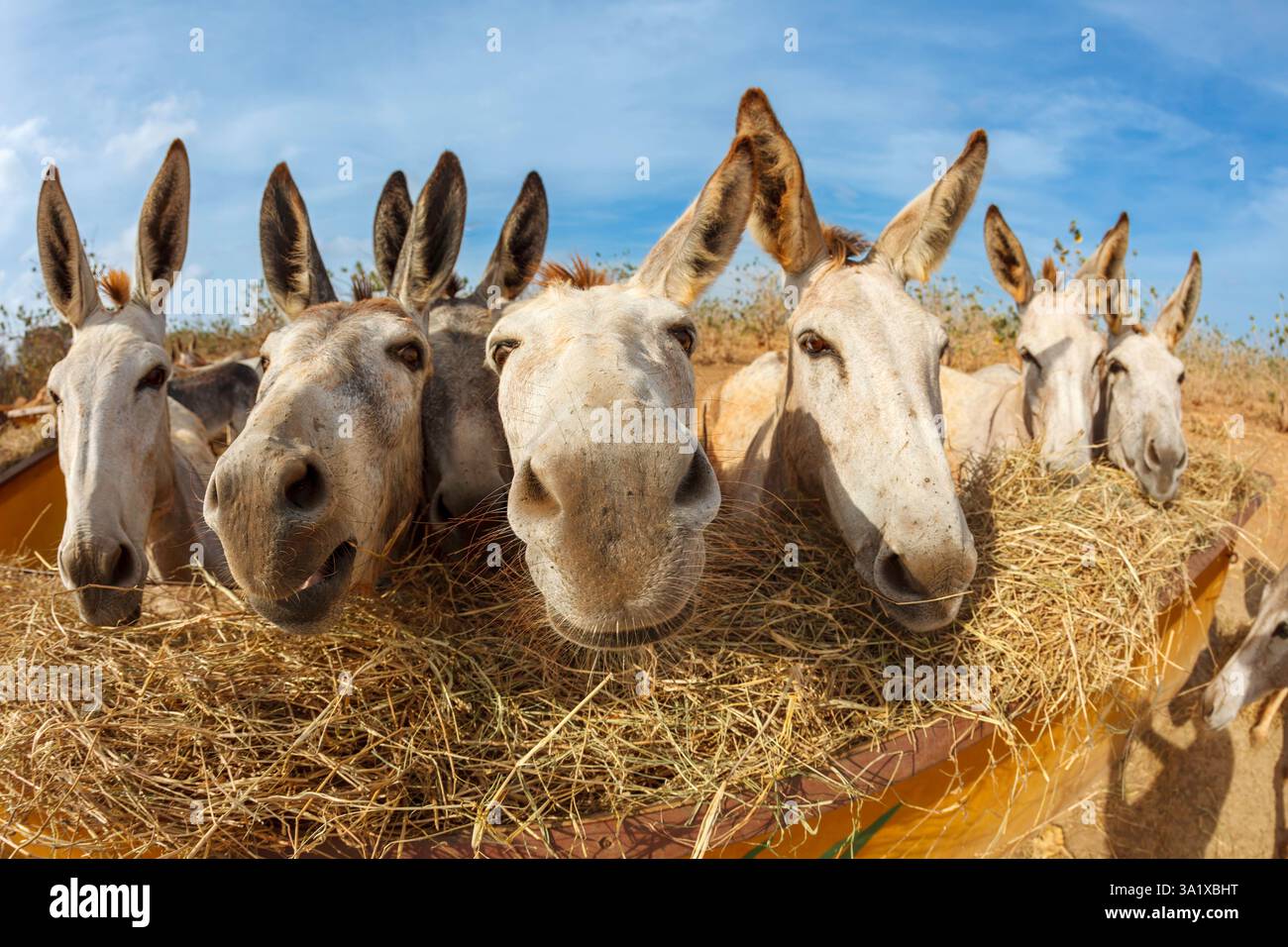 Wild donkeys being feed at the Kralendijk sanctuary on the island of ...