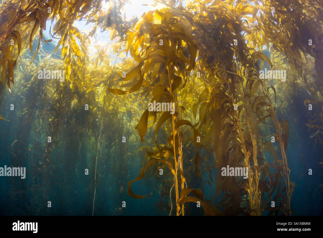 Air bladders lift strands of giant kelp, Macrocystis pyrifera, toward ...