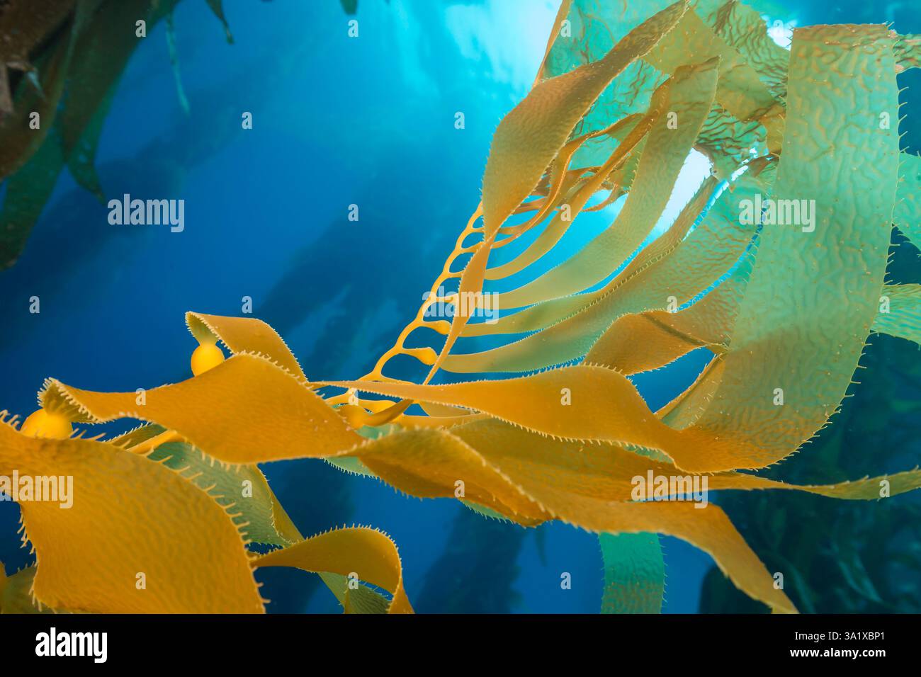 Air bladders lift strands of giant kelp, Macrocystis pyrifera, toward ...