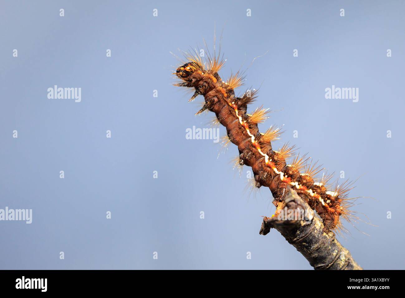Closeup of a caterpillar or larva of a Acronicta rumicis, the knot ...