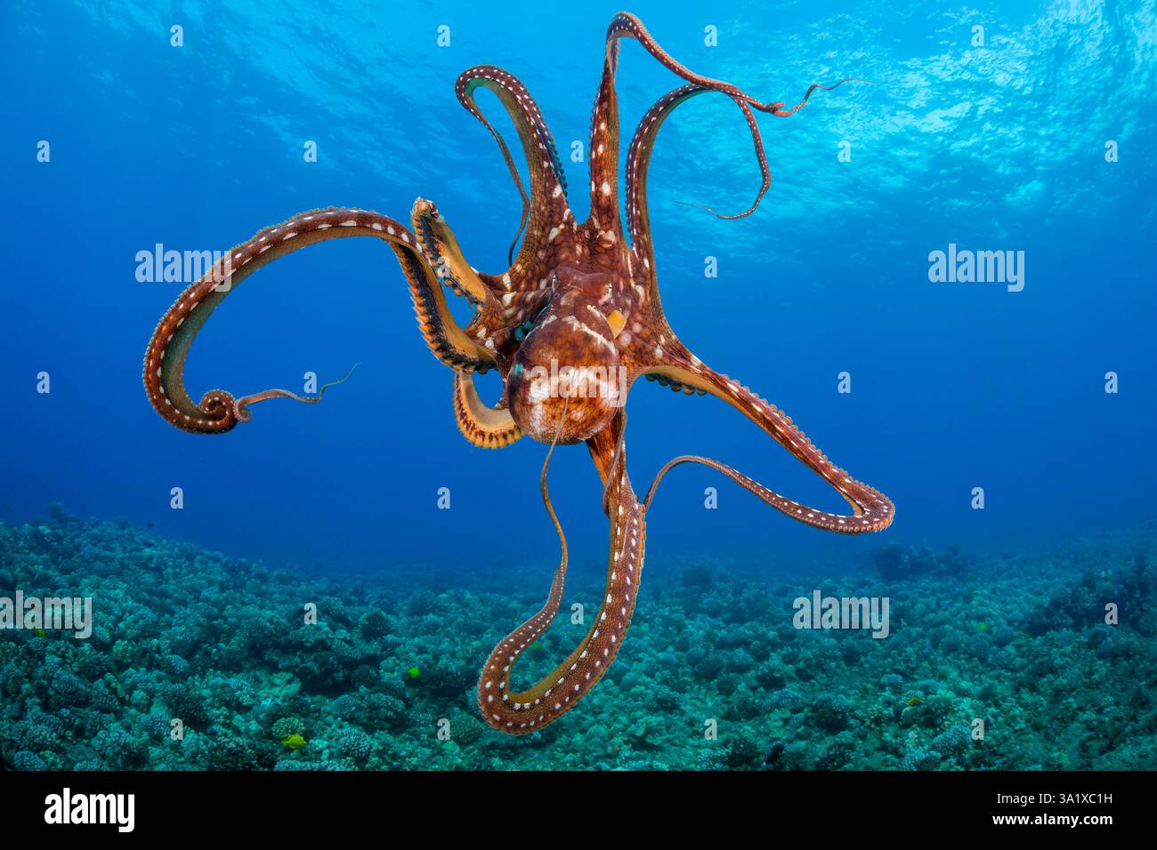 The day octopus, Octopus cyanea, is also known as the big blue octopus ...