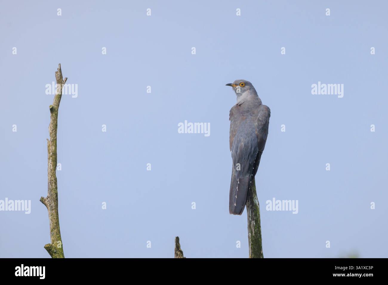Common cuckoo bird, Cuculus canorus, resting and singing in a tree. It ...