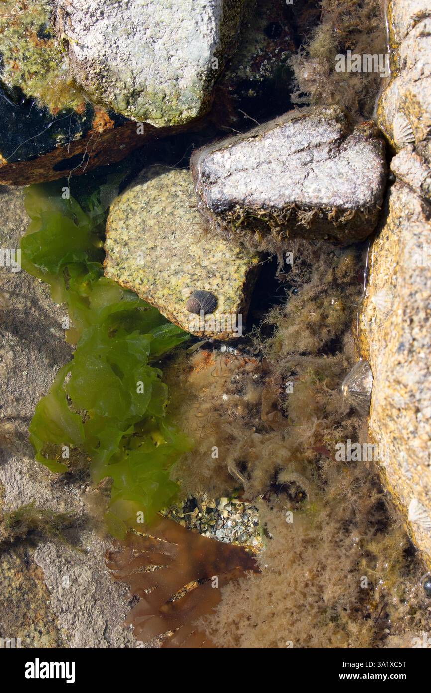 Limpet rock pool hi-res stock photography and images - Alamy
