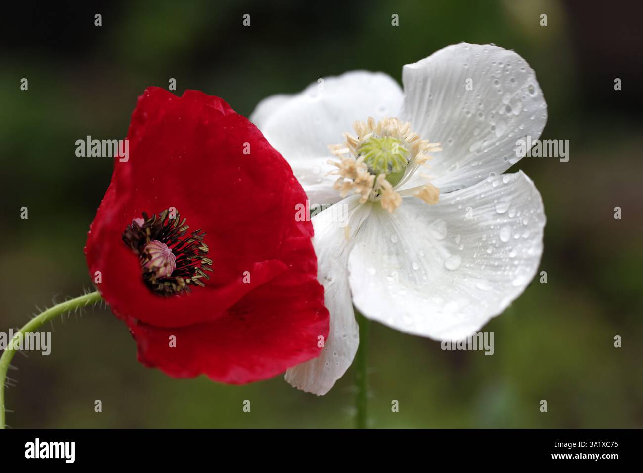 Red and white poppy on a wonderful background. Red and white tender ...