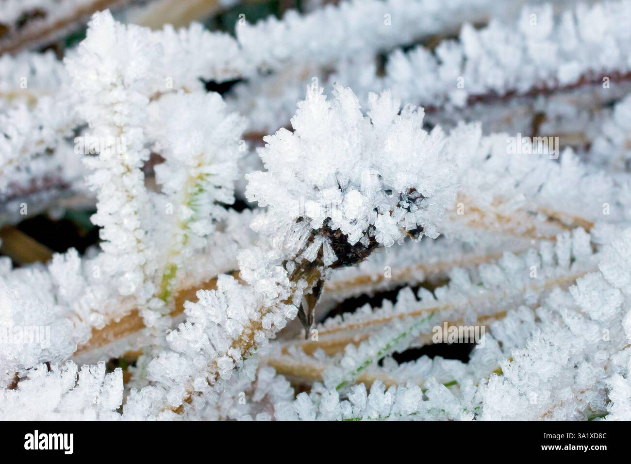 Close up showing a heavy layer of frost crystals covering the dead ...