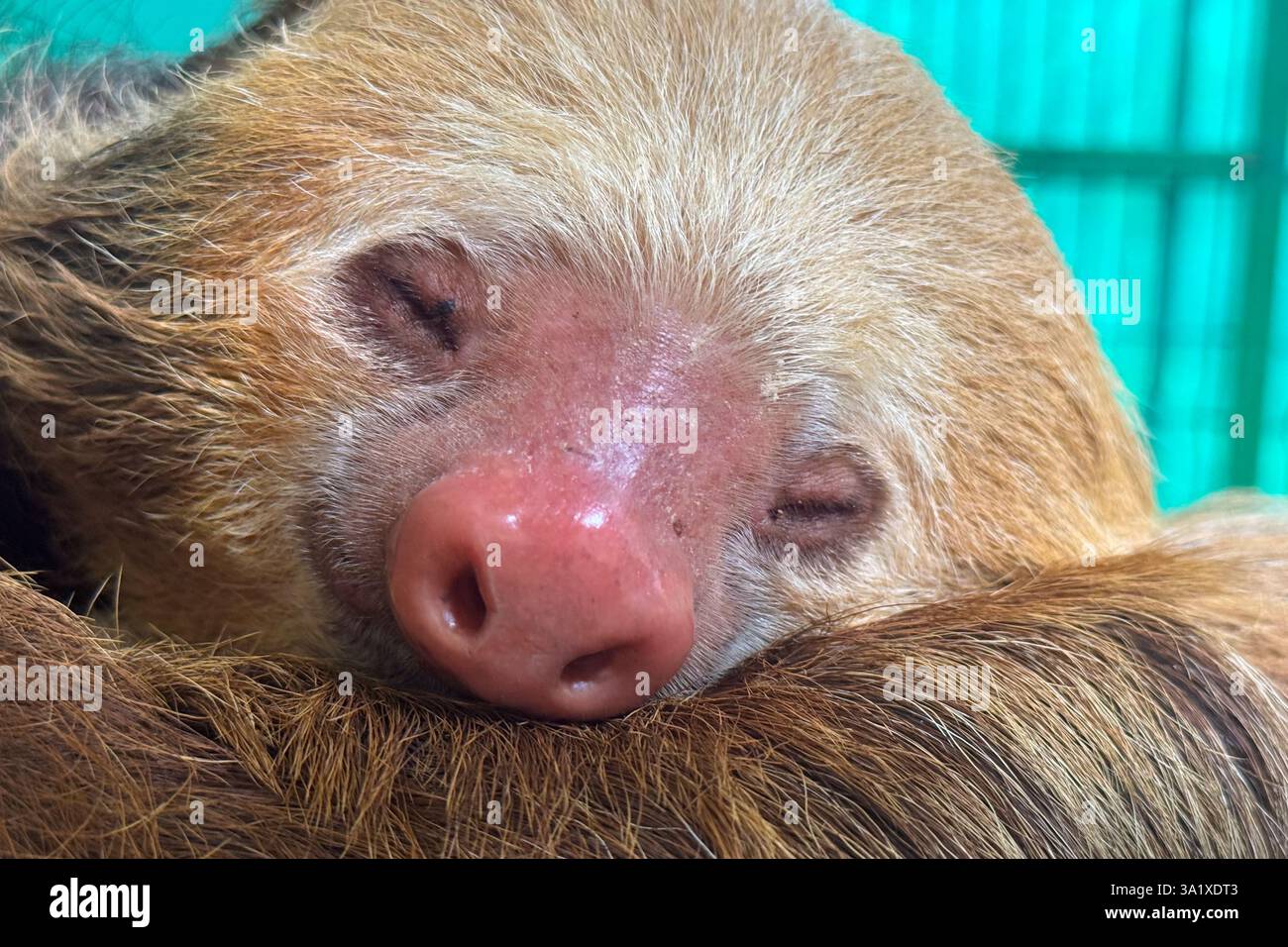Sloth amazon rainforest eating hi-res stock photography and images - Alamy