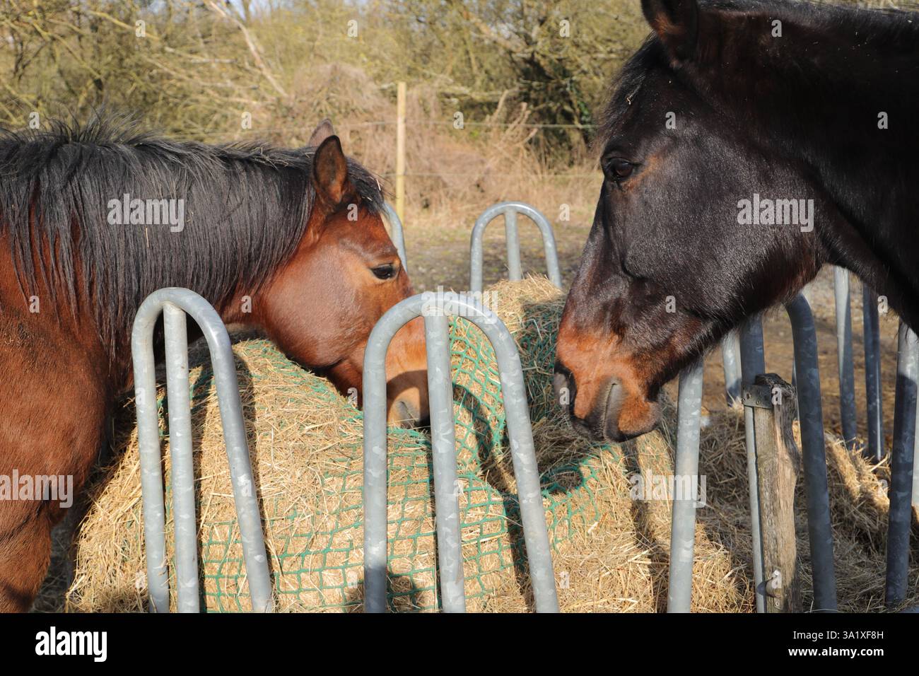 several horses are standing at a feed rack with hay Stock Photo - Alamy