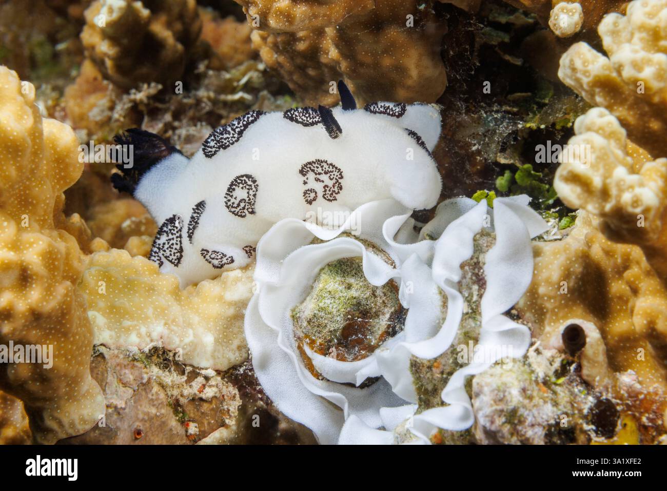 This dorid nudibranch, Jorunna funebris, known as the funeral ...
