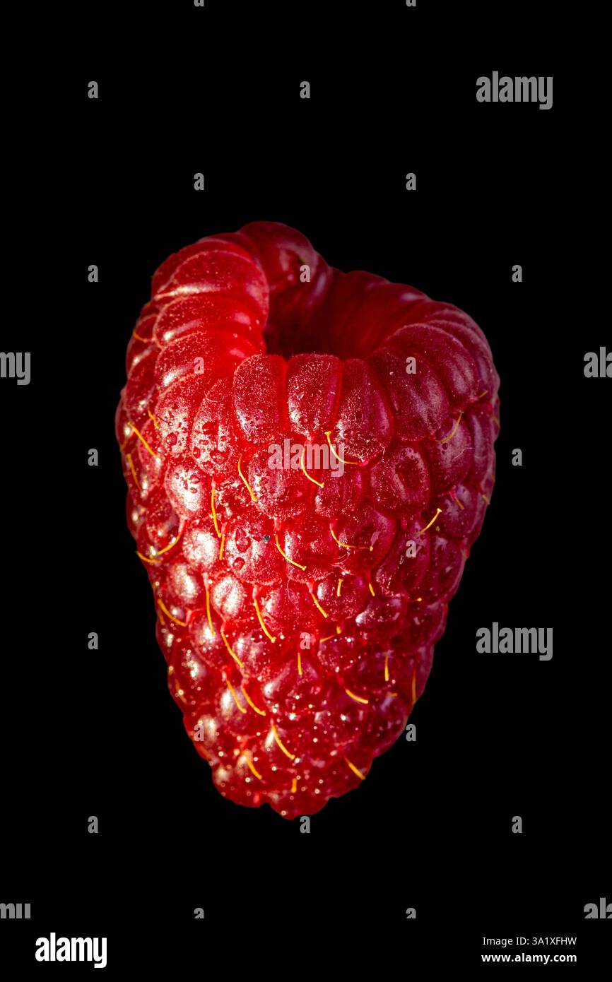 Vibrant red raspberry with an intense glow effect, isolated against a ...