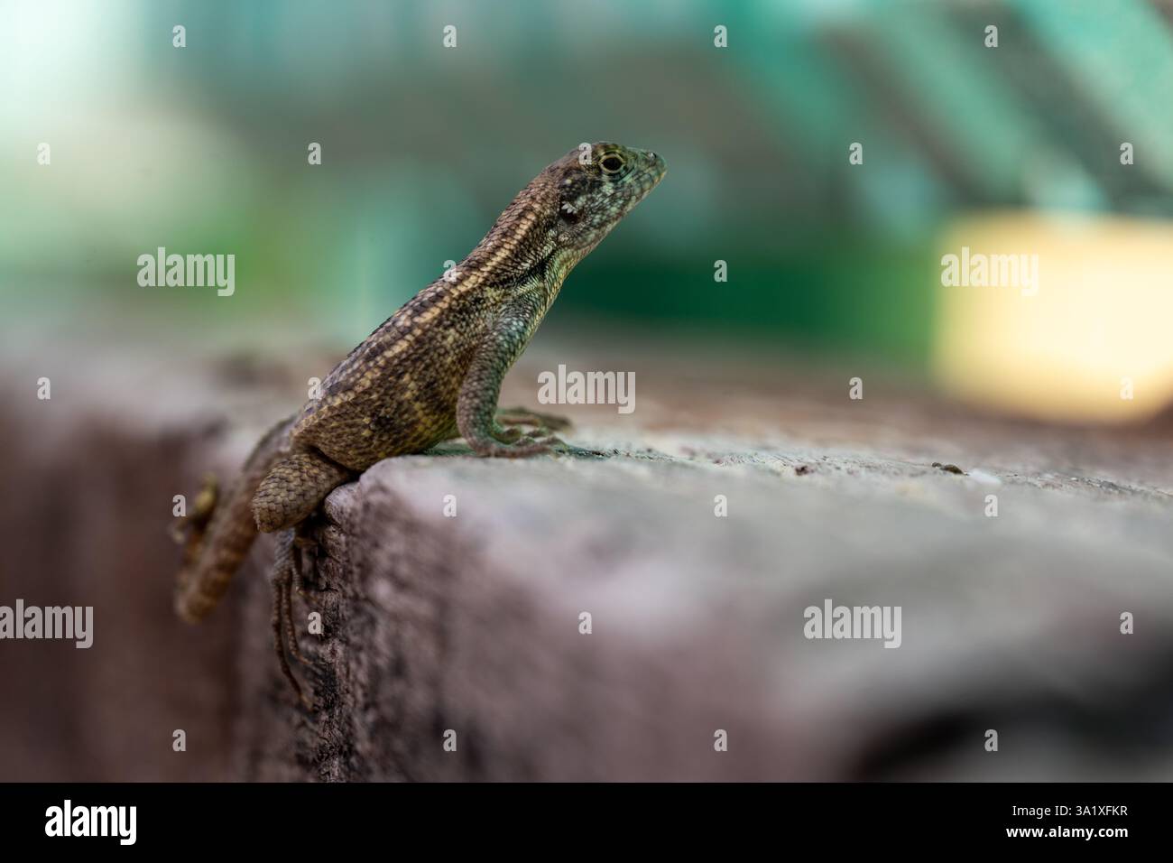 Curly Tailed Lizard on wood Stock Photo - Alamy