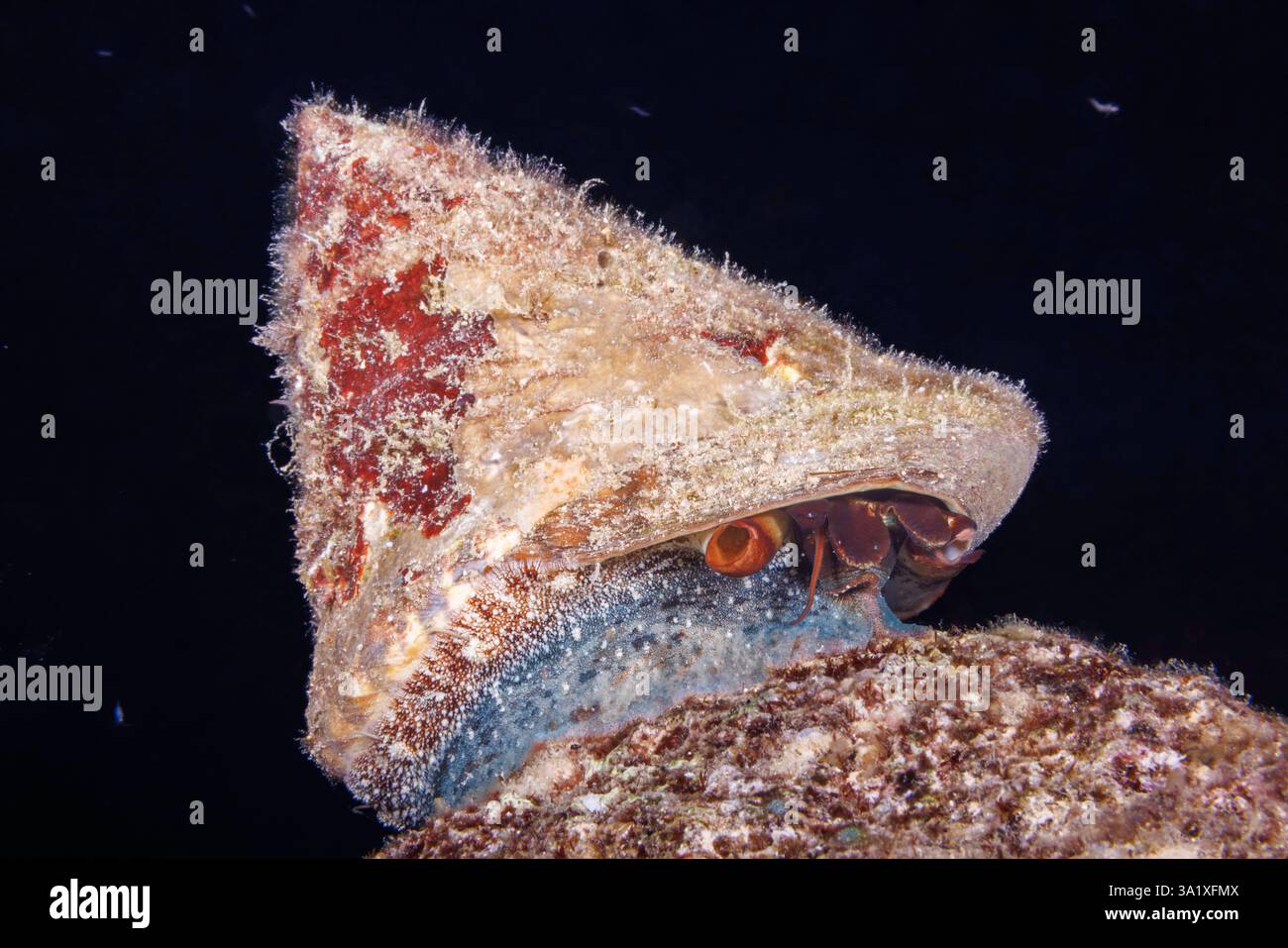 Trochidae hi-res stock photography and images - Alamy