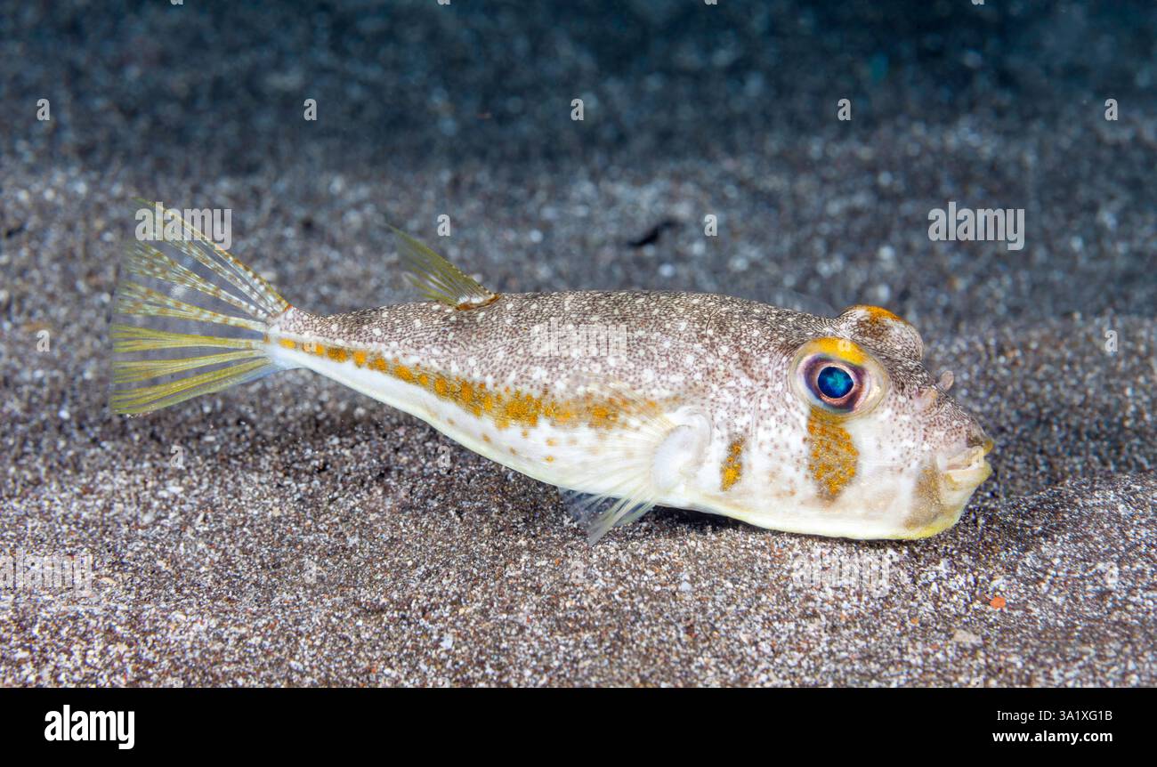 Randall's puffer, Torquigener randalli, is endemic and named after Dr ...