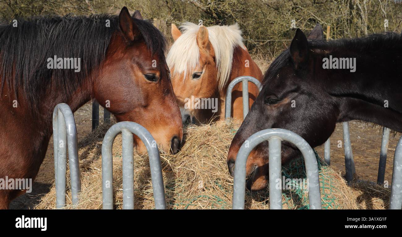 several horses are standing at a feed rack with hay Stock Photo - Alamy