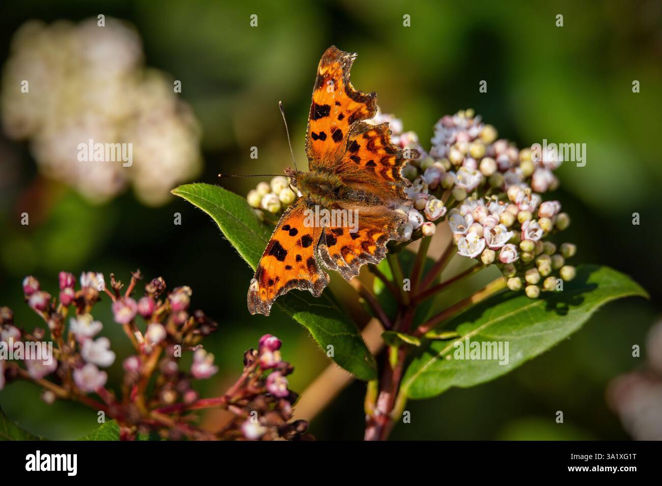 Coma butterfly feeding from winter flowering viburnum on an early ...