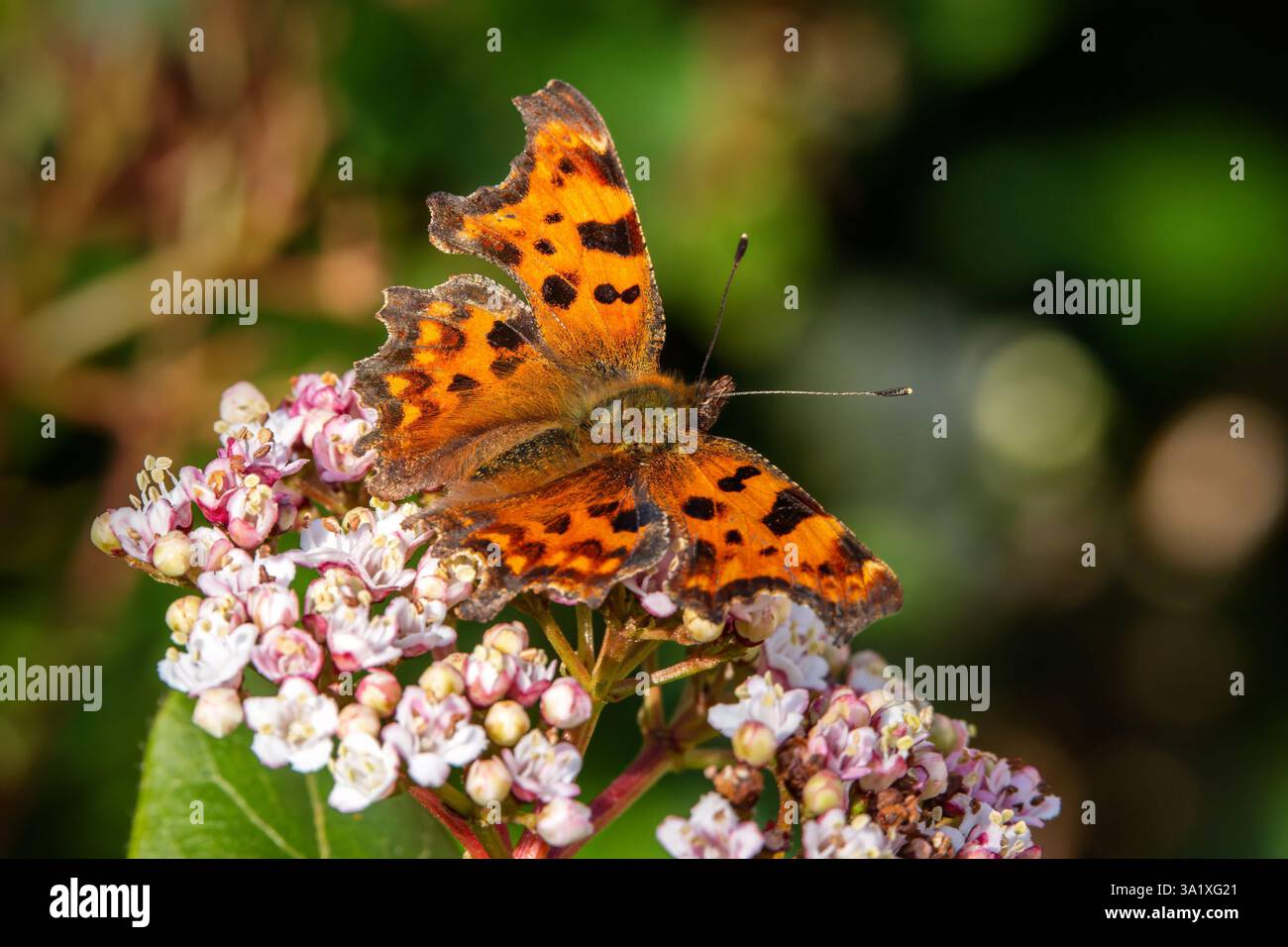 Coma butterfly feeding from winter flowering viburnum on an early ...