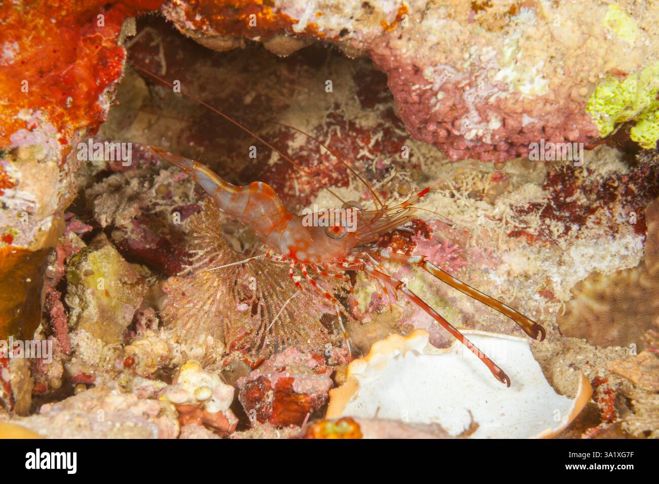 Reticulated hinge-beak shrimp, Cinetorhynchus reticulatus, with long ...