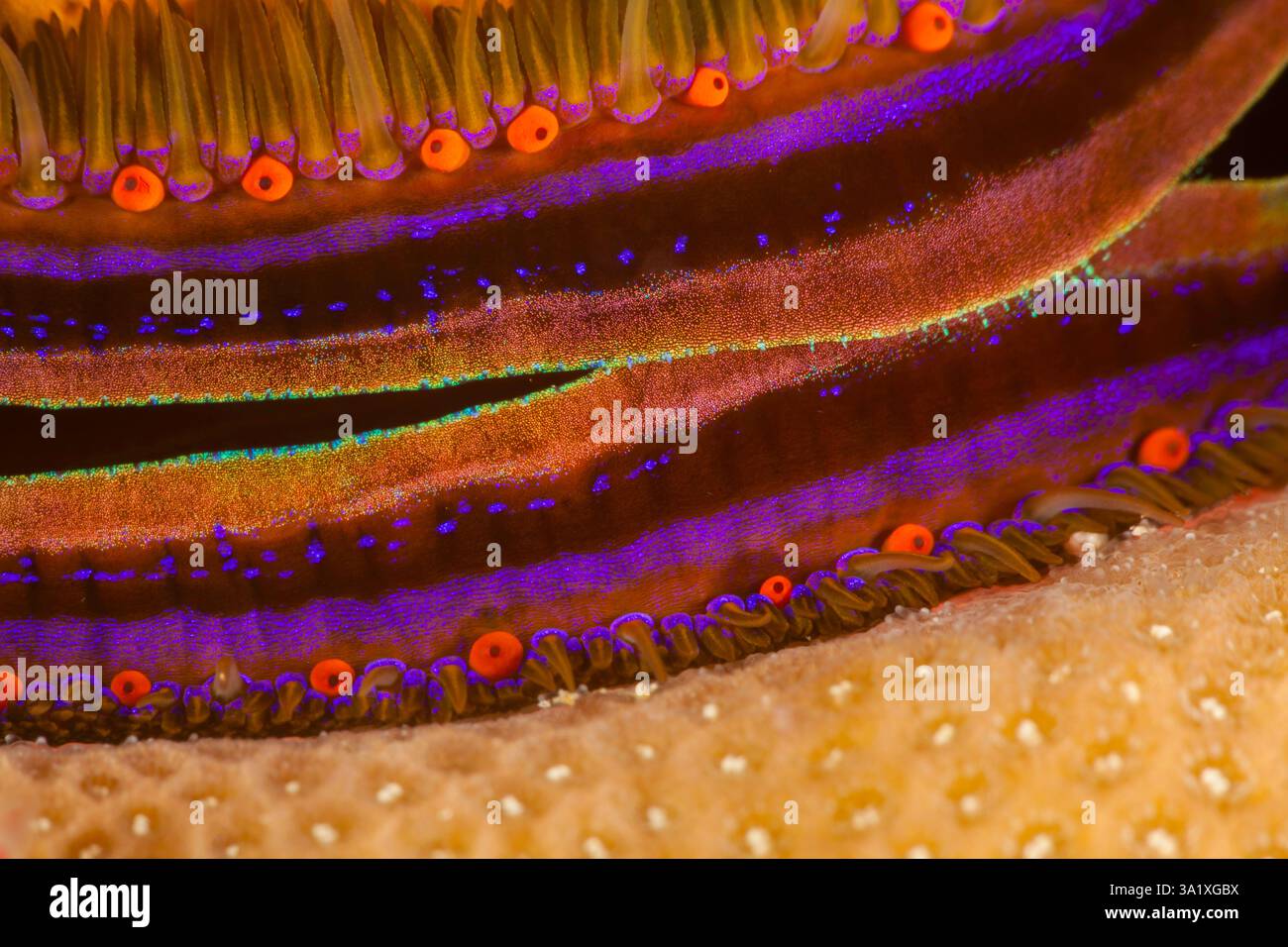 The brightly colored mantle and rows of minuscule eyes make the coral ...