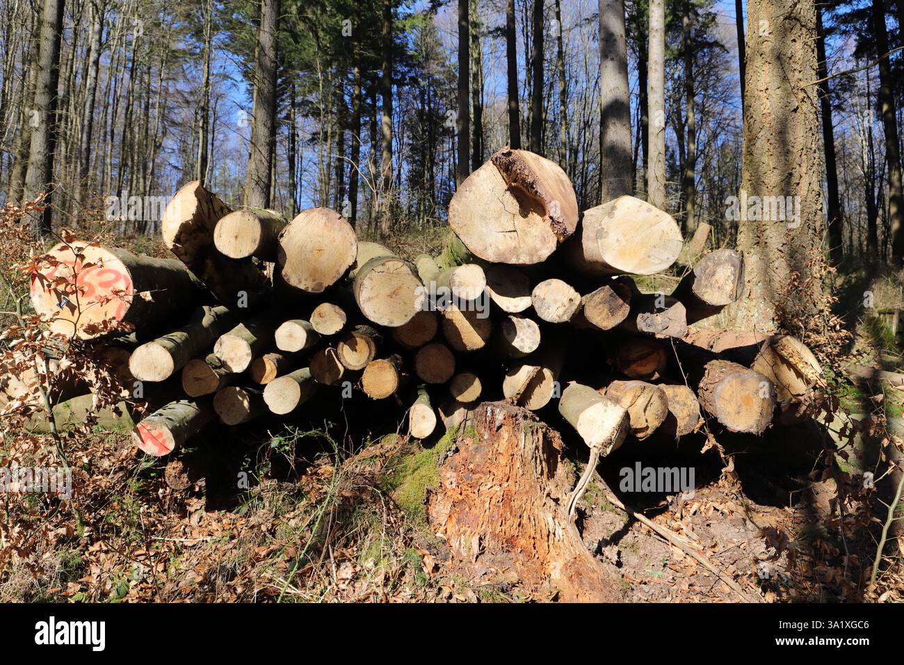 a fresh wood polter at the edge of the forest Stock Photo - Alamy