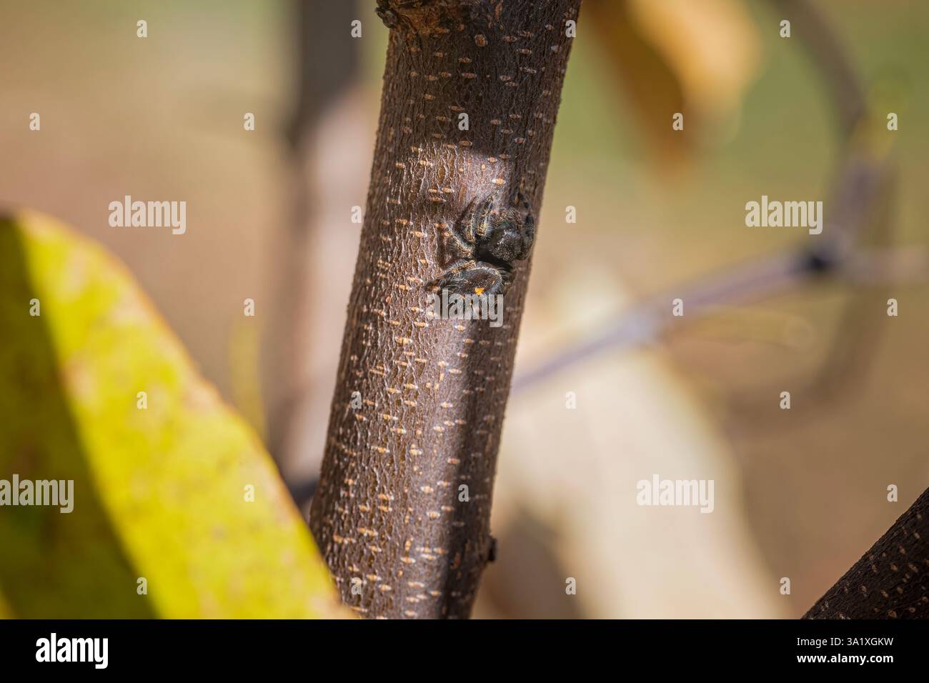 Jumping Spider Blends into the Bark of a Tree it is Hiding on Stock ...