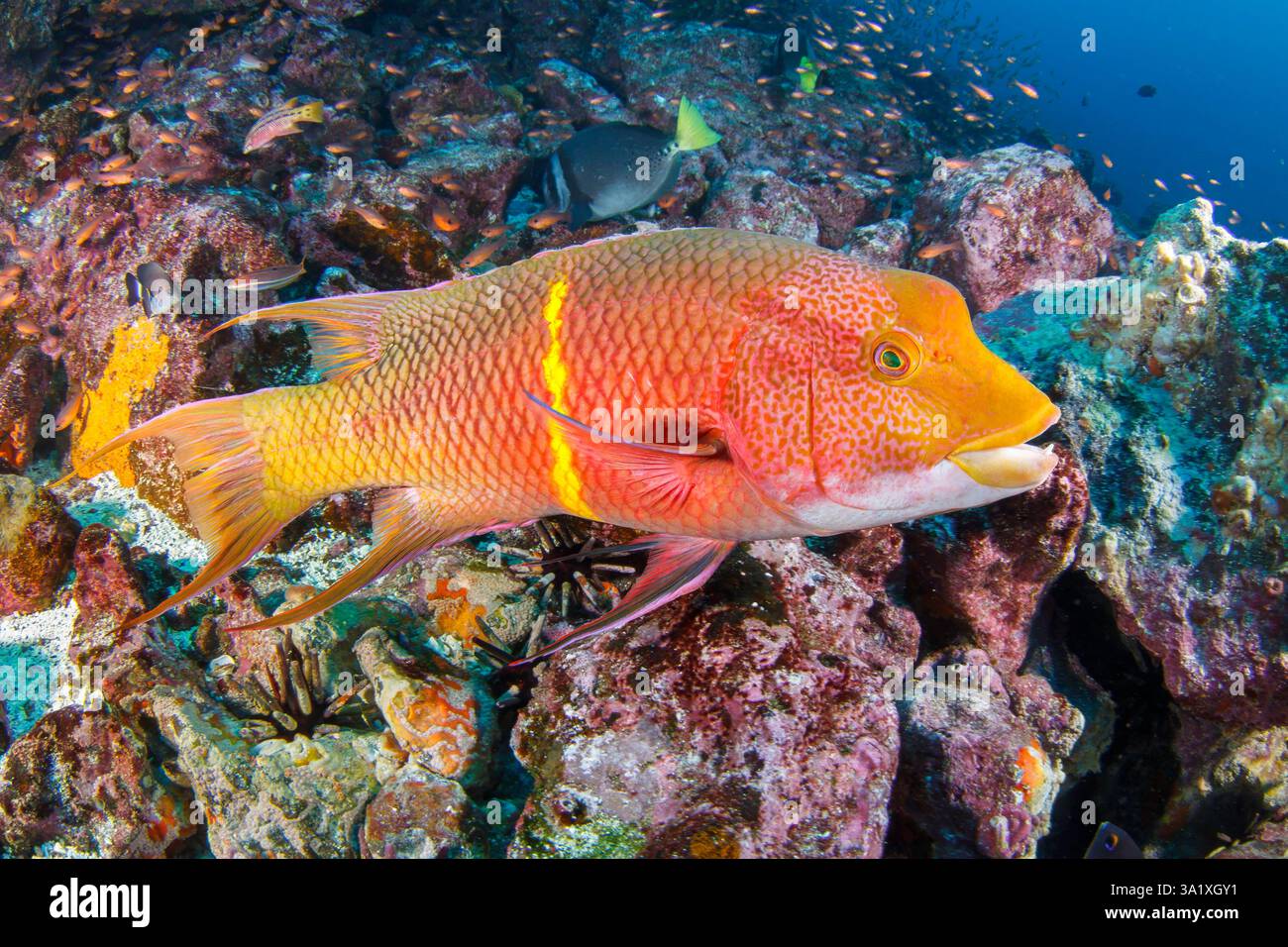 A reef scene with a Mexican hogfish, adult female phase, Bodianus ...