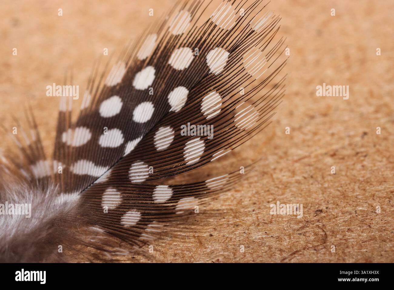 Guinea fowl feather with white spots Stock Photo - Alamy