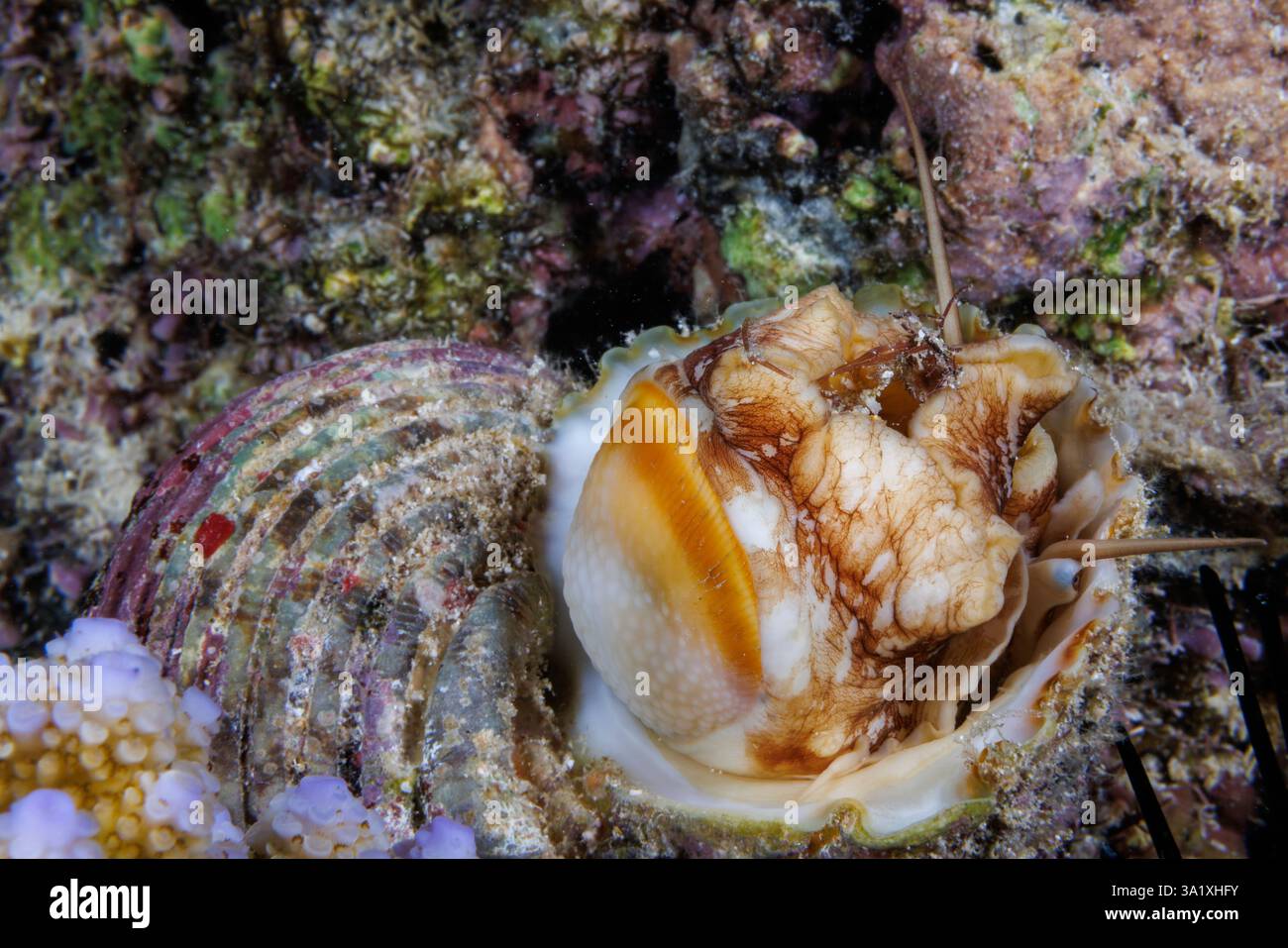 Trochidae hi-res stock photography and images - Alamy