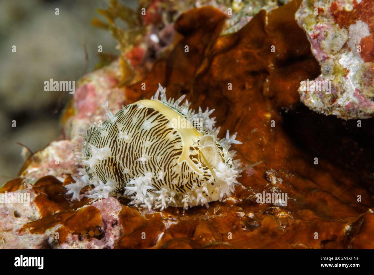 A close look at the animal that forms the shell of the ring cowry ...