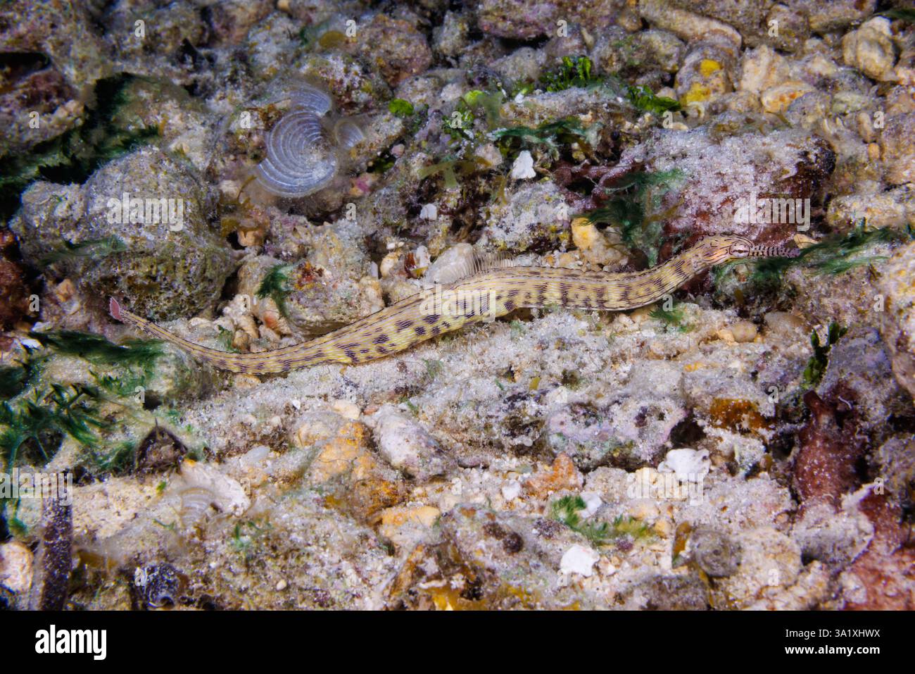 The reeftop pipefish, Corythoichthys haematopterus, is also known as ...