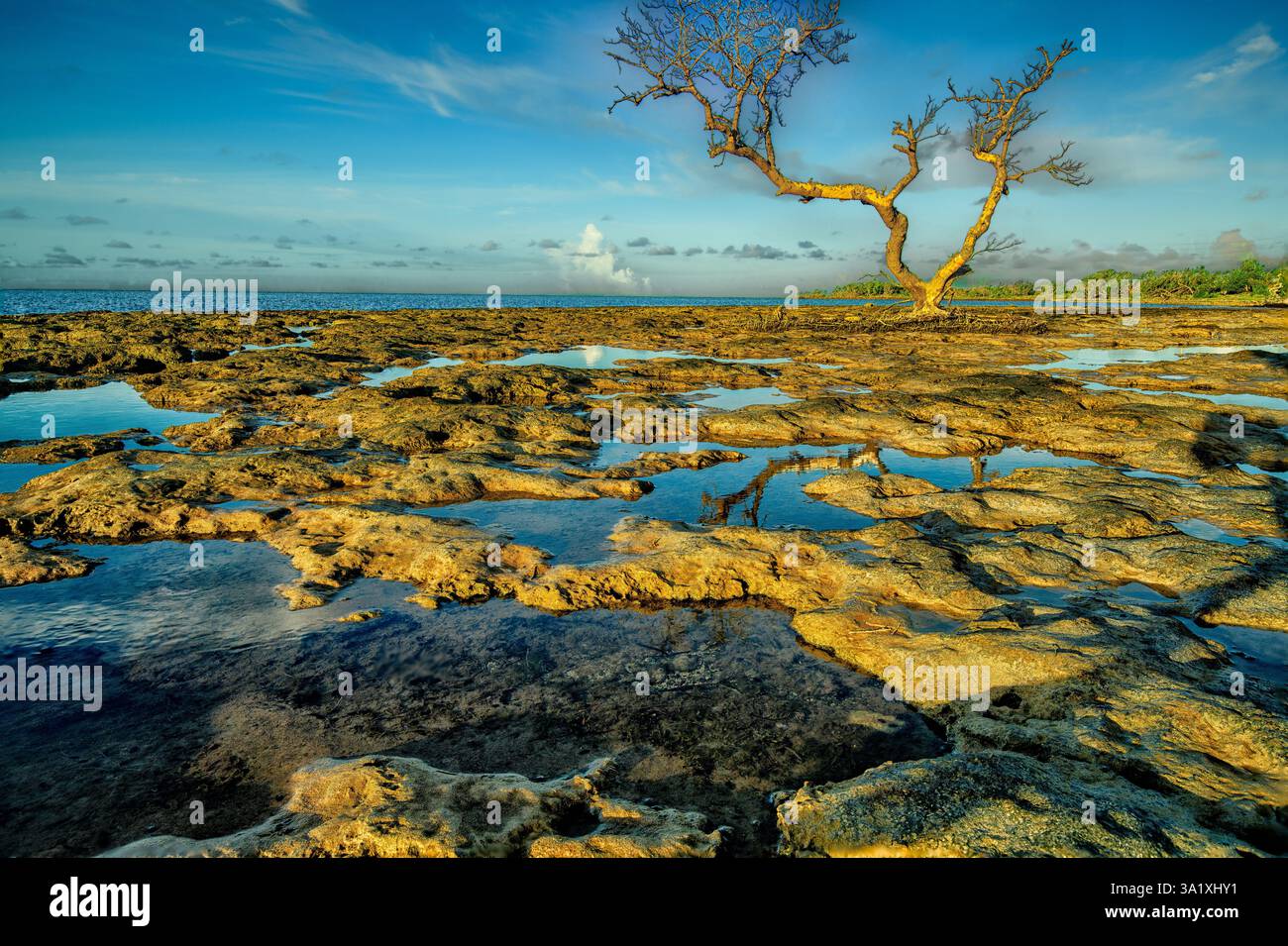 Limestone landscape around a dead black mangrove tree on Spanish Harbor ...
