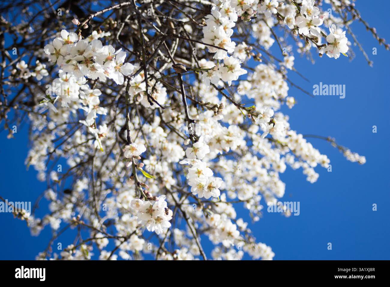 Spring blossoming trees closeup hi-res stock photography and images - Alamy