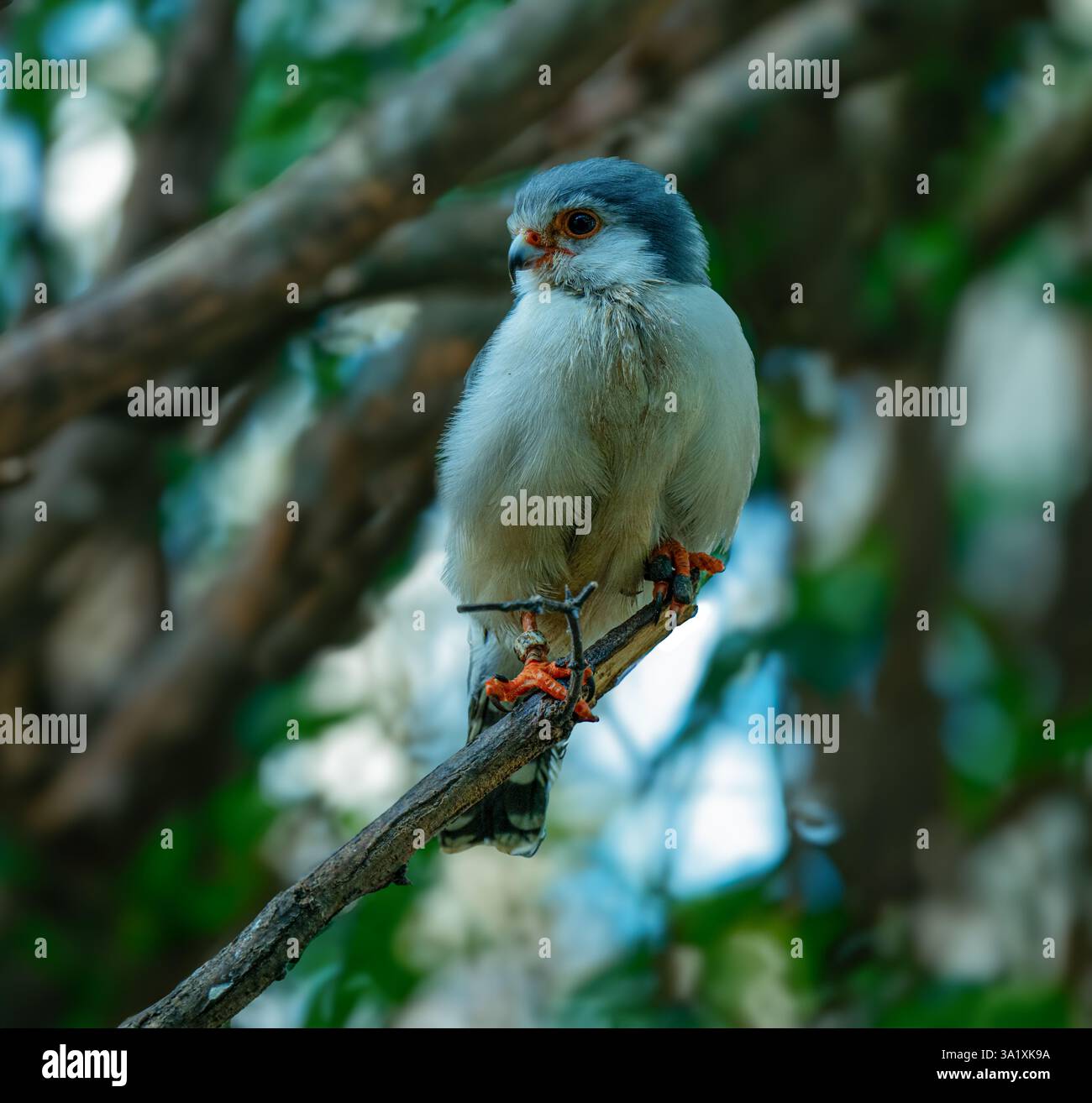 African Pygmy Falcon perched on branch, (Polihierax semitorquatus ...
