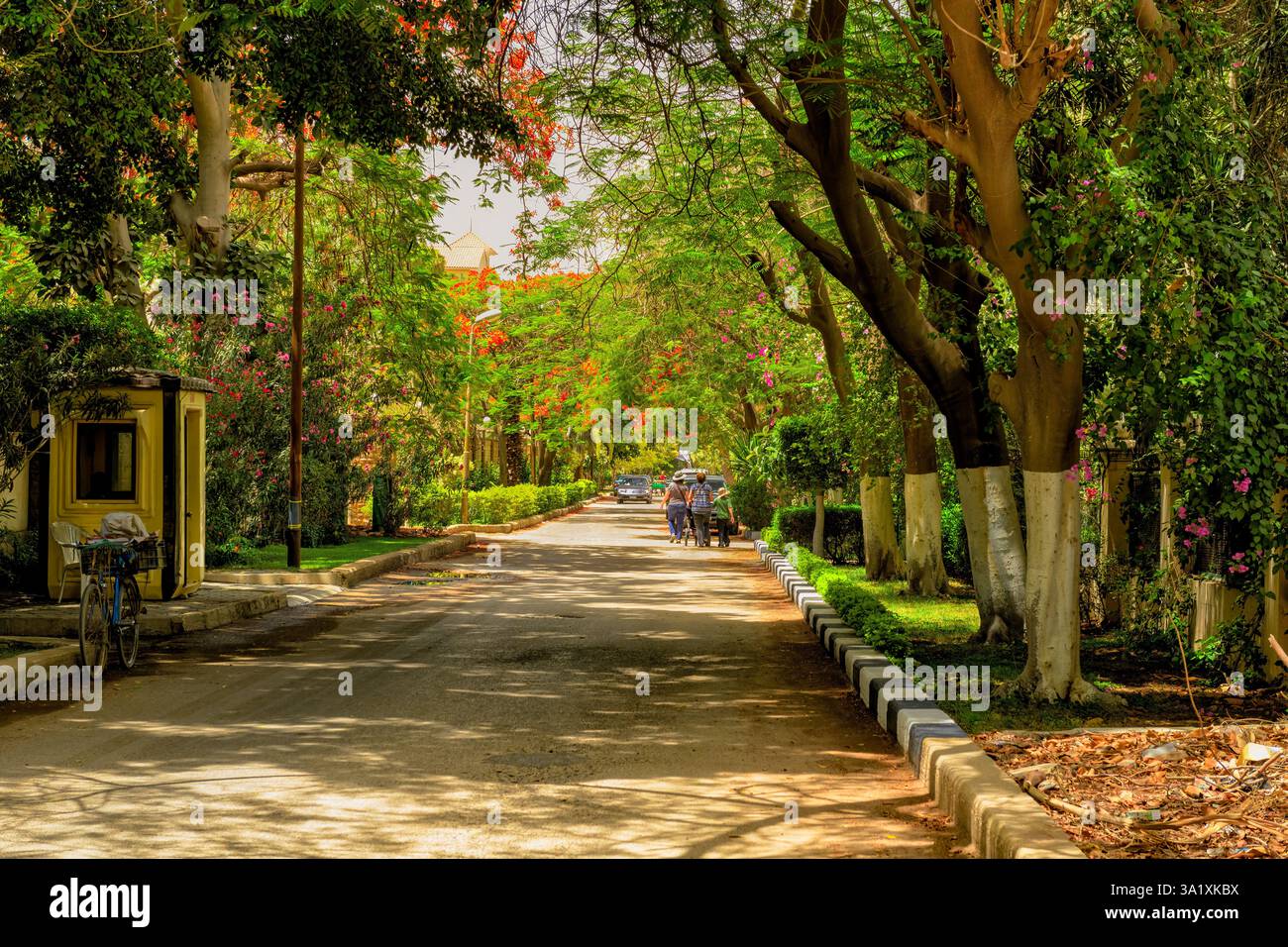 Tree lined street in Maadi Stock Photo - Alamy