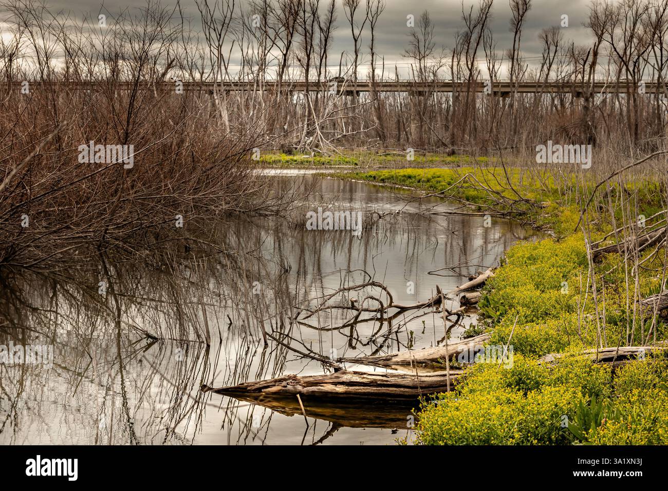 A moody and captivating landscape photograph of the Bosque River in ...
