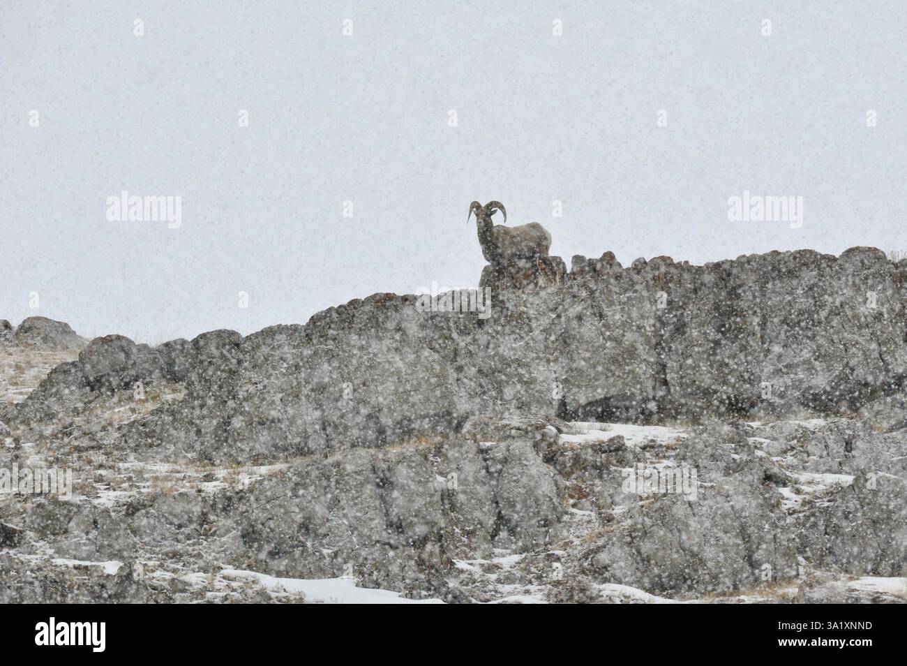 Miller butte bighorn sheep hi-res stock photography and images - Alamy