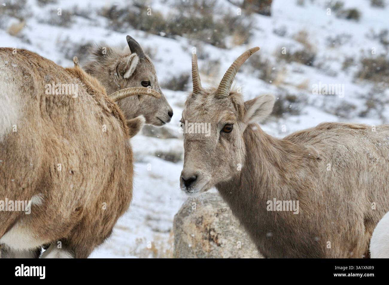 A Rocky Mountain Bighorn Sheep ewe looks up from grazing on winter ...