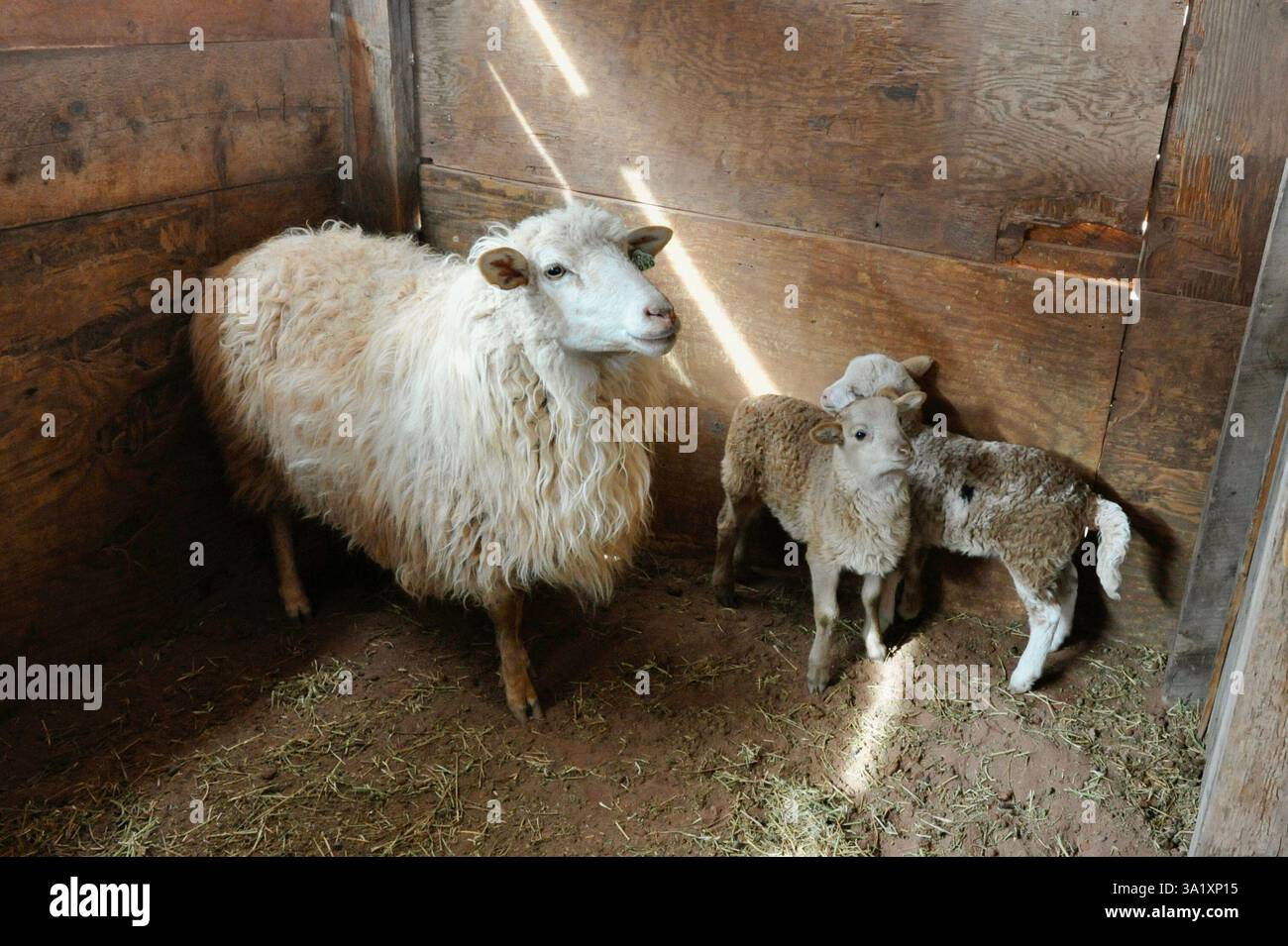 Culturally significant navajo sheep hi-res stock photography and images ...